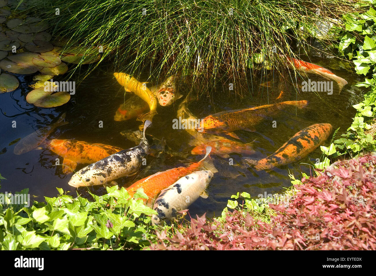 Japanischer koi karpfen -Fotos und -Bildmaterial in hoher Auflösung – Alamy