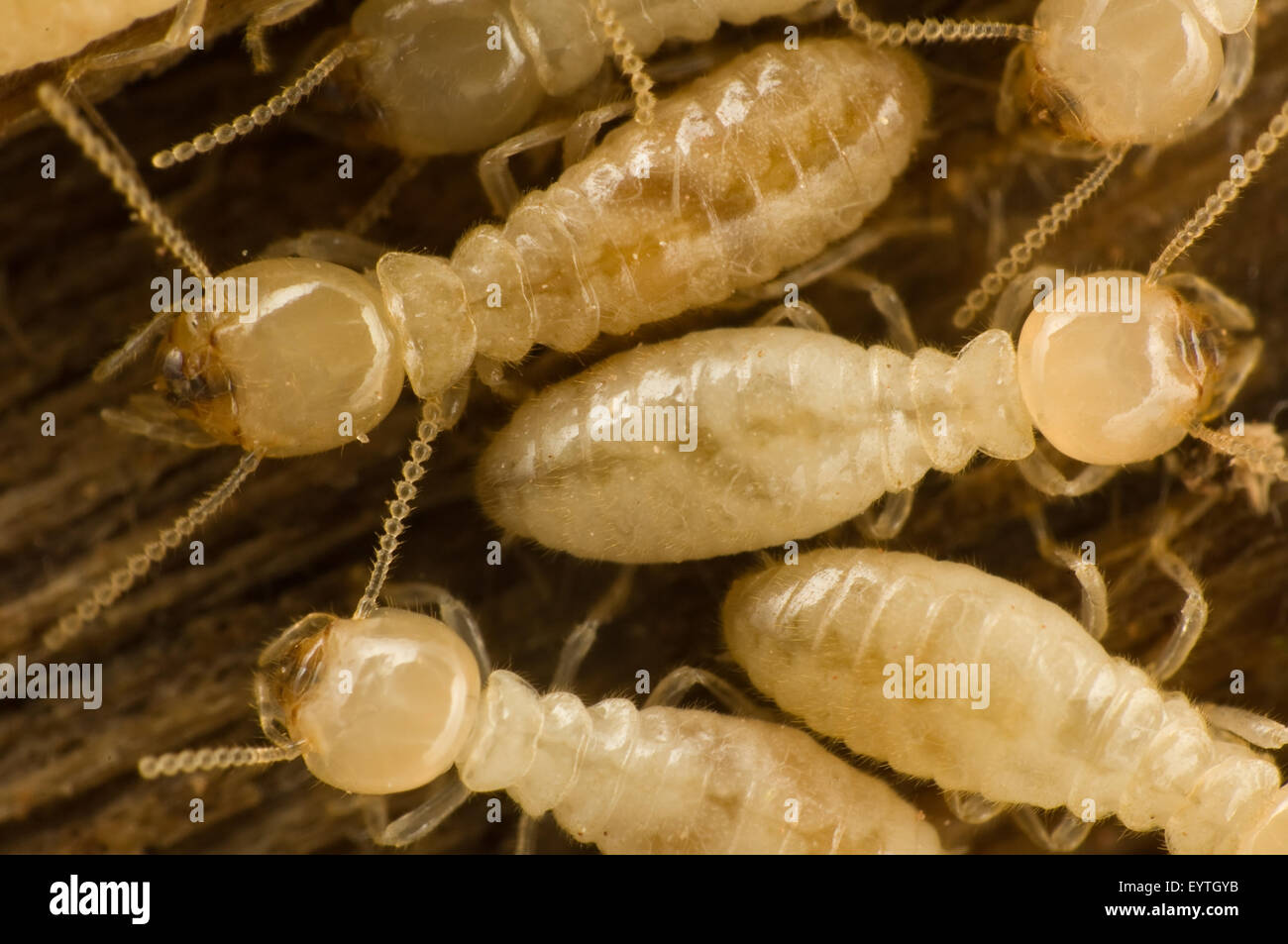 Holz Termiten Stockfotos und -bilder Kaufen - Alamy