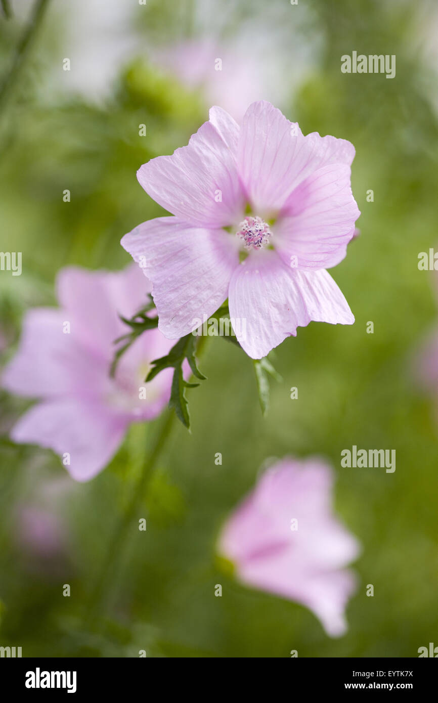 Wilde malven -Fotos und -Bildmaterial in hoher Auflösung – Alamy