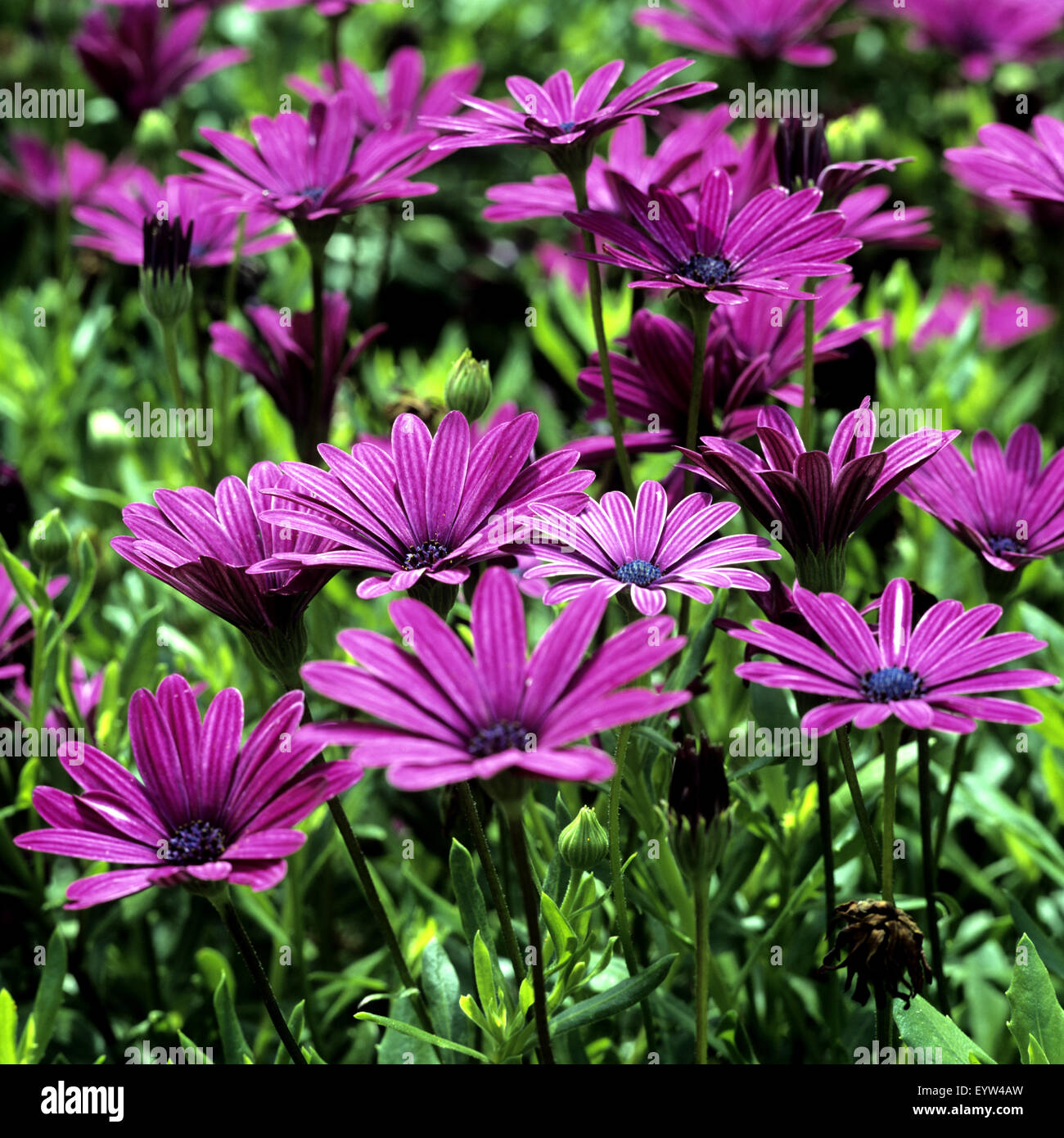 Kapmargerite, Osteospermum ecklonis Stockfotografie - Alamy