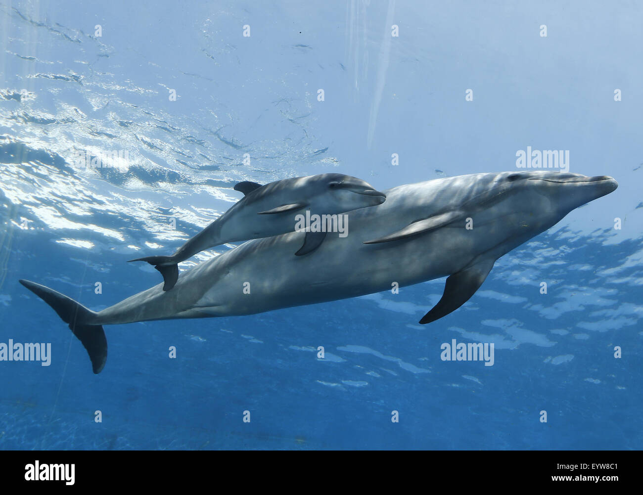 Baby delfin -Fotos und -Bildmaterial in hoher Auflösung – Alamy