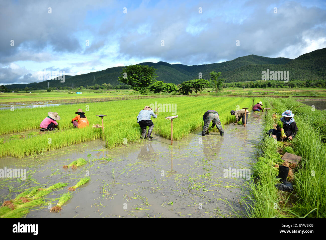 Thailand Landwirt Arbeit in einer Reis-Plantage Stockfotografie - Alamy