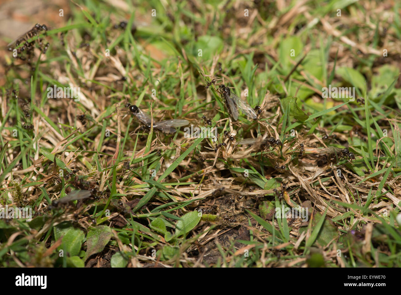 Lasius niger nest -Fotos und -Bildmaterial in hoher Auflösung - Seite 2 ...