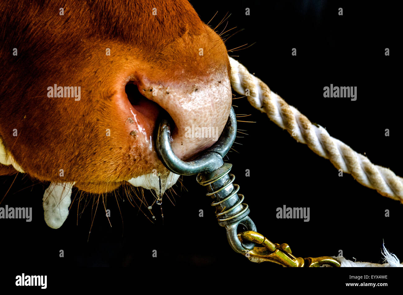 Cattle livestock ring nose -Fotos und -Bildmaterial in hoher Auflösung ...