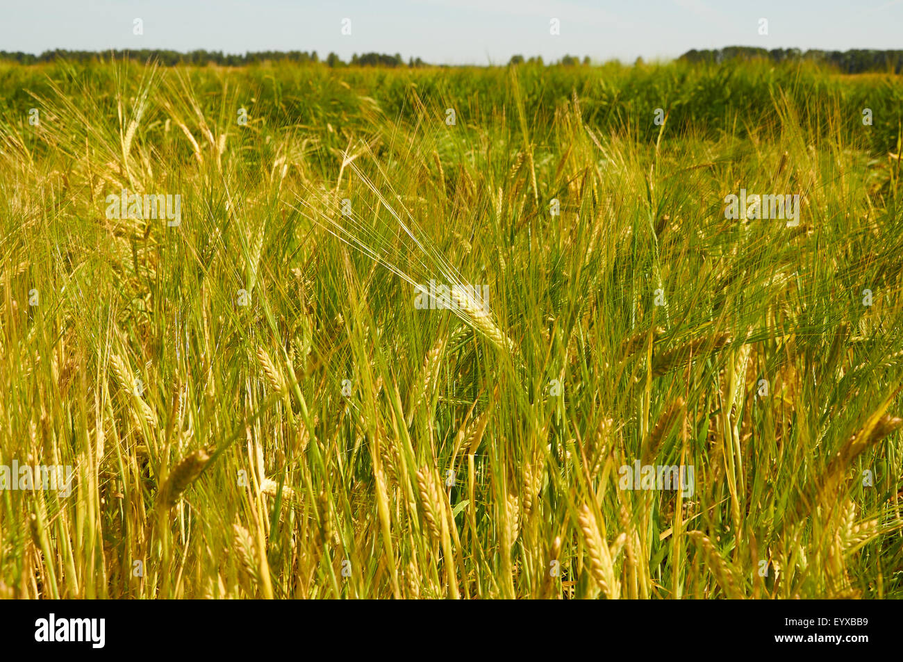Gerstenfeld mit sonne -Fotos und -Bildmaterial in hoher Auflösung ...