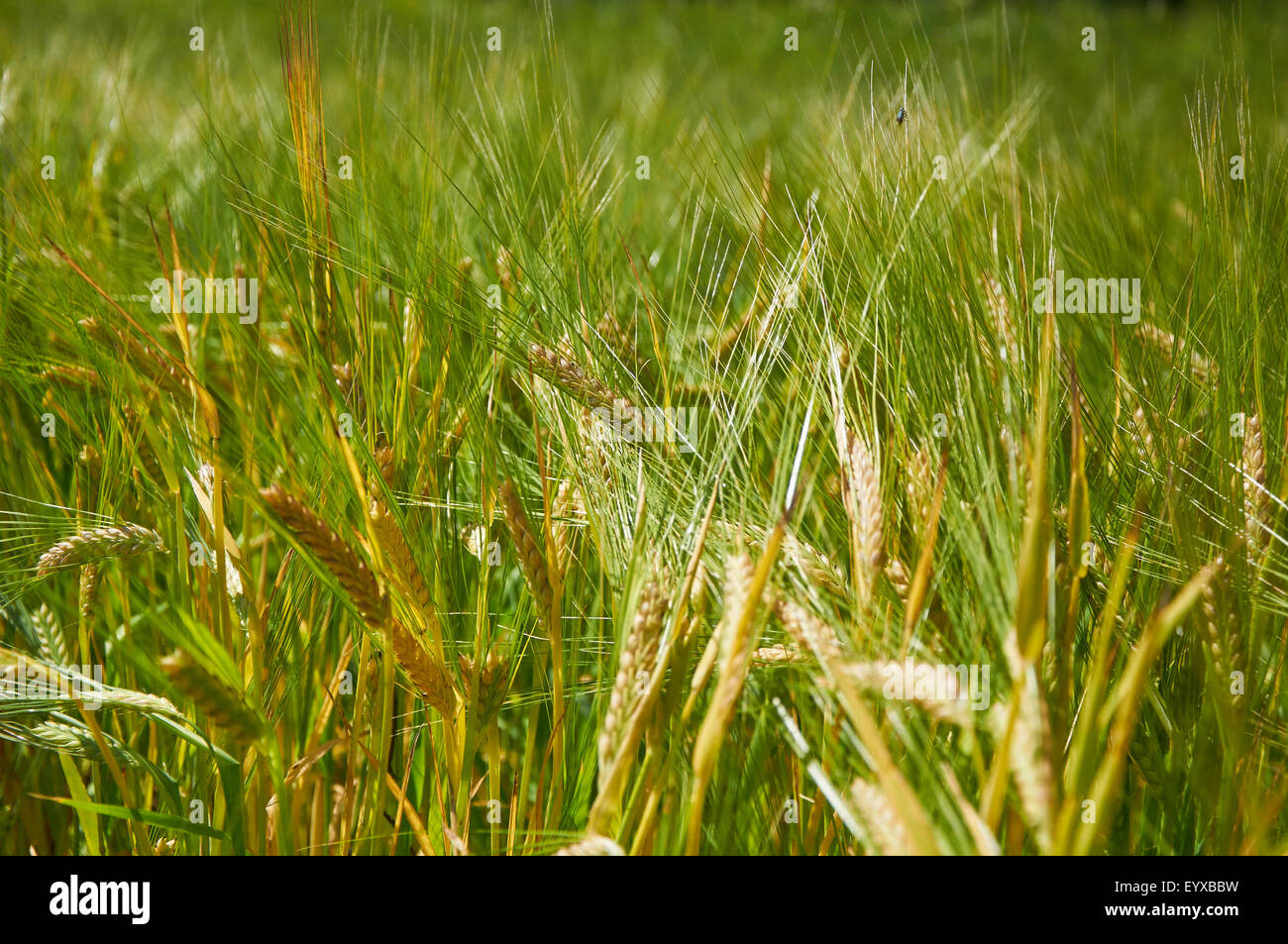 Gerstenfeld mit sonne Stockfotos und -bilder Kaufen - Alamy