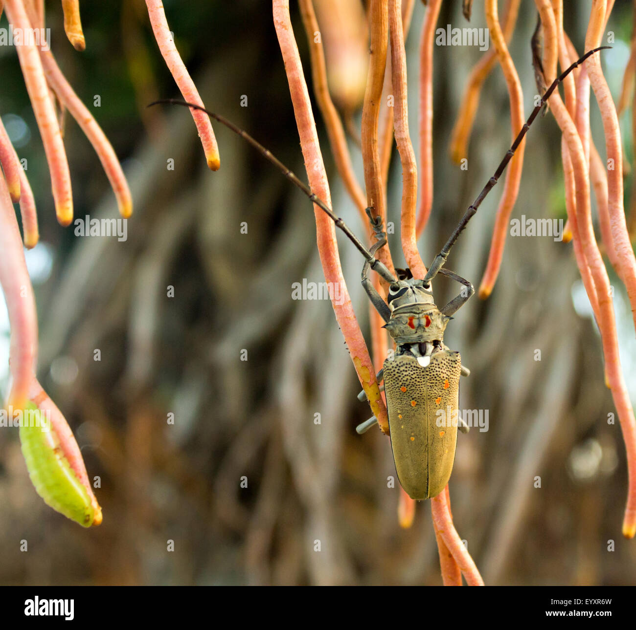 Baum-Borer-Käfer. Mango Tree Borer. Feigenbaum Borer Stockfotografie ...