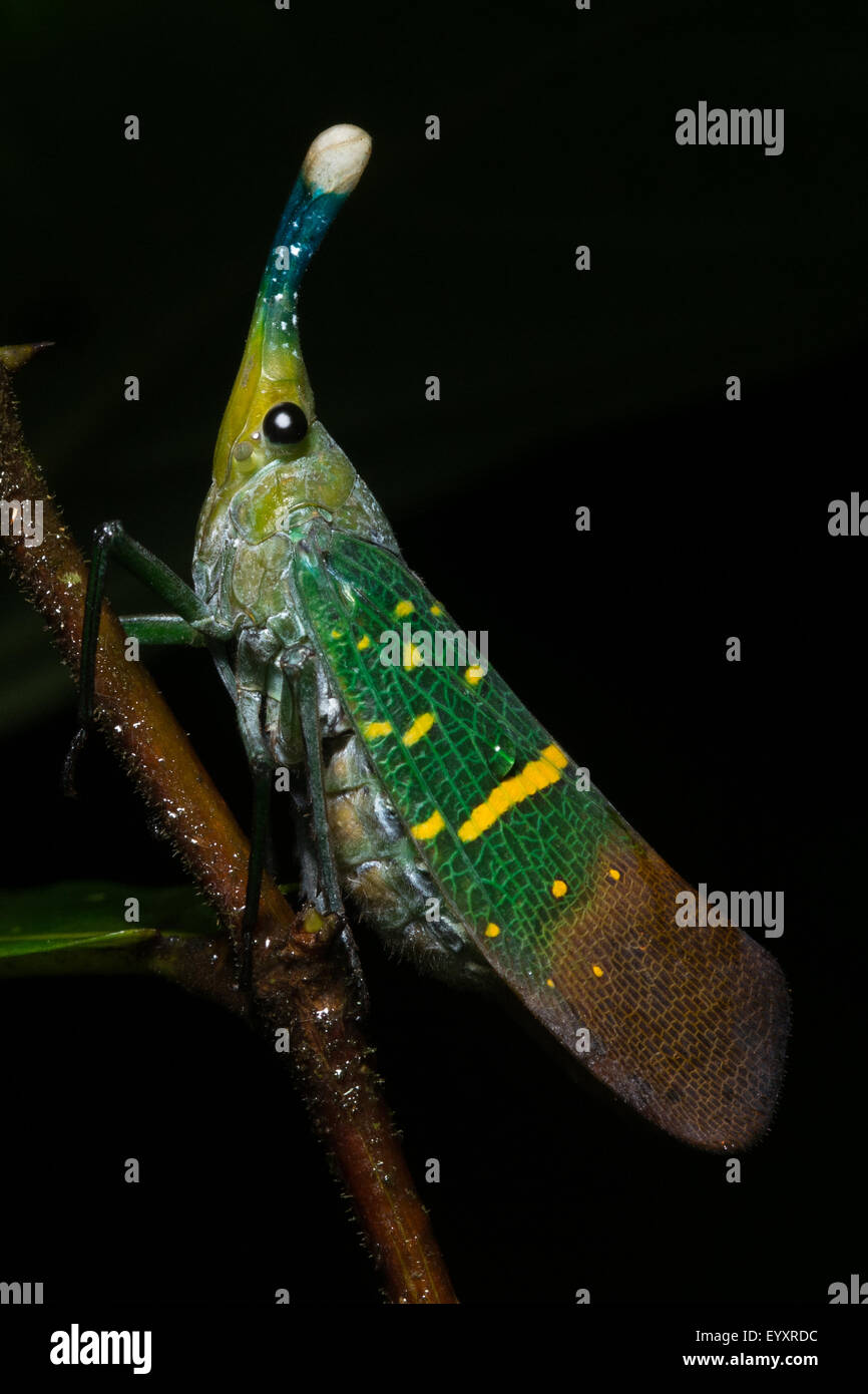 Lanternbug -Fotos und -Bildmaterial in hoher Auflösung – Alamy