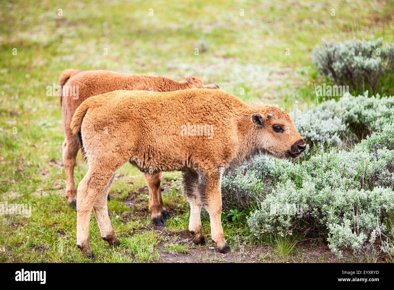 Amerikanischer bison bison bison kalb -Fotos und -Bildmaterial in hoher ...