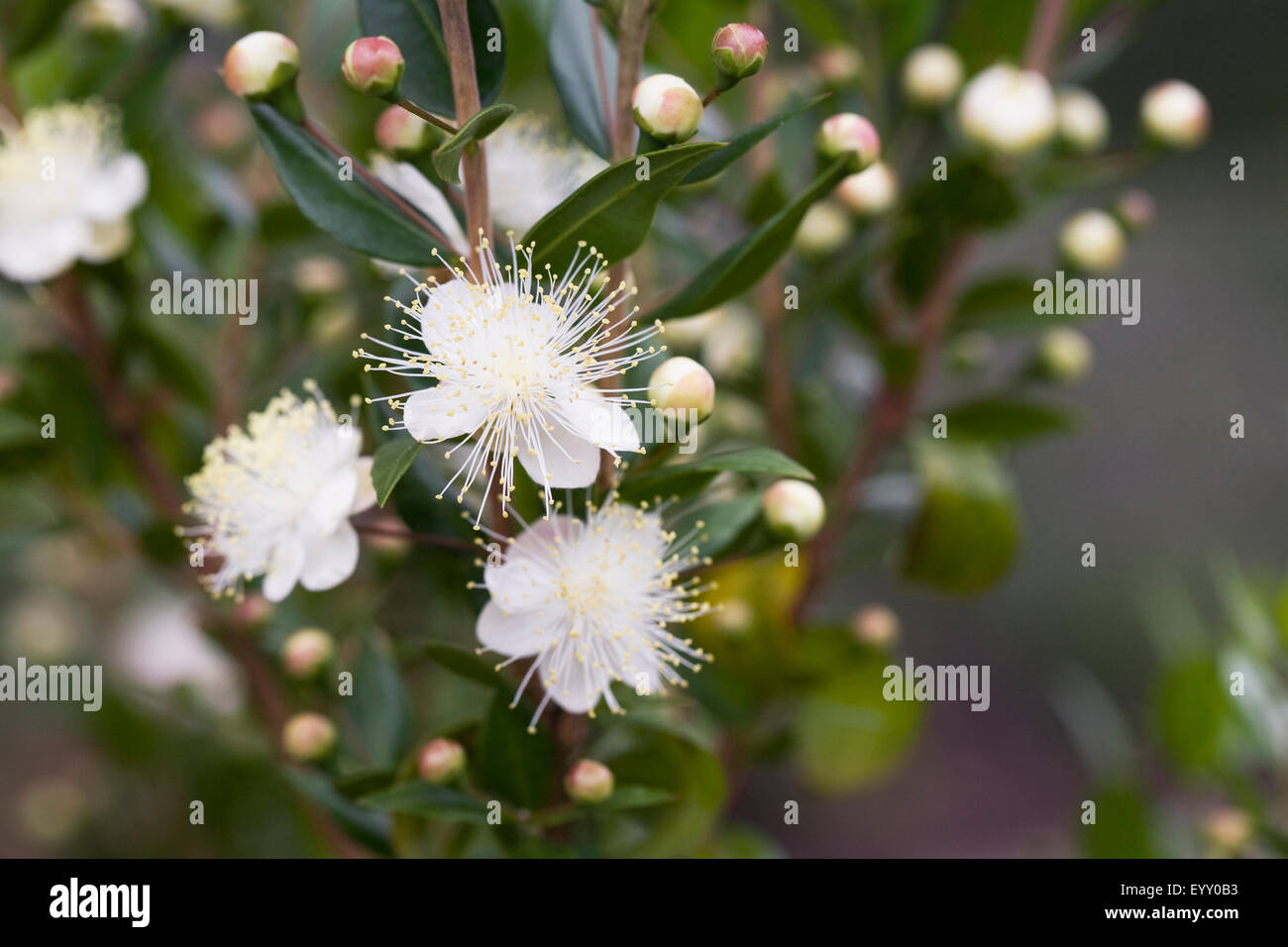 Myrtus Communis. Gemeinsamen Myrte Blumen Stockfotografie - Alamy