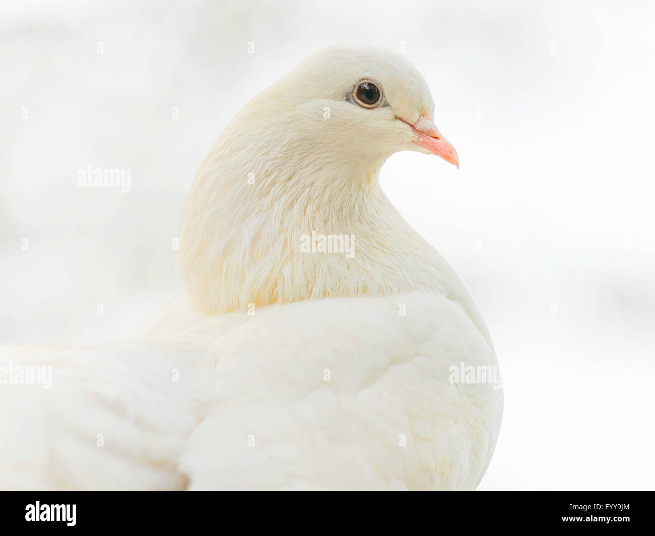 Wildtaube stadttaube columba livia domestica im schnee -Fotos und ...