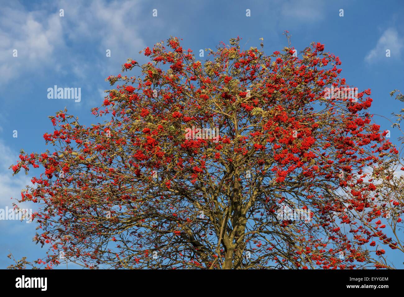 Sorbus aucuparia herbst deutschland -Fotos und -Bildmaterial in hoher ...