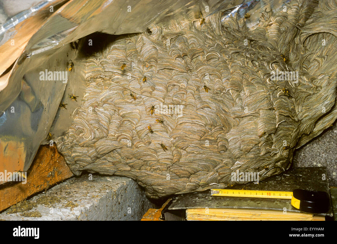 Deutsche Wespe (Vespula Germanica, Vespa Germanica, Paravespula ...