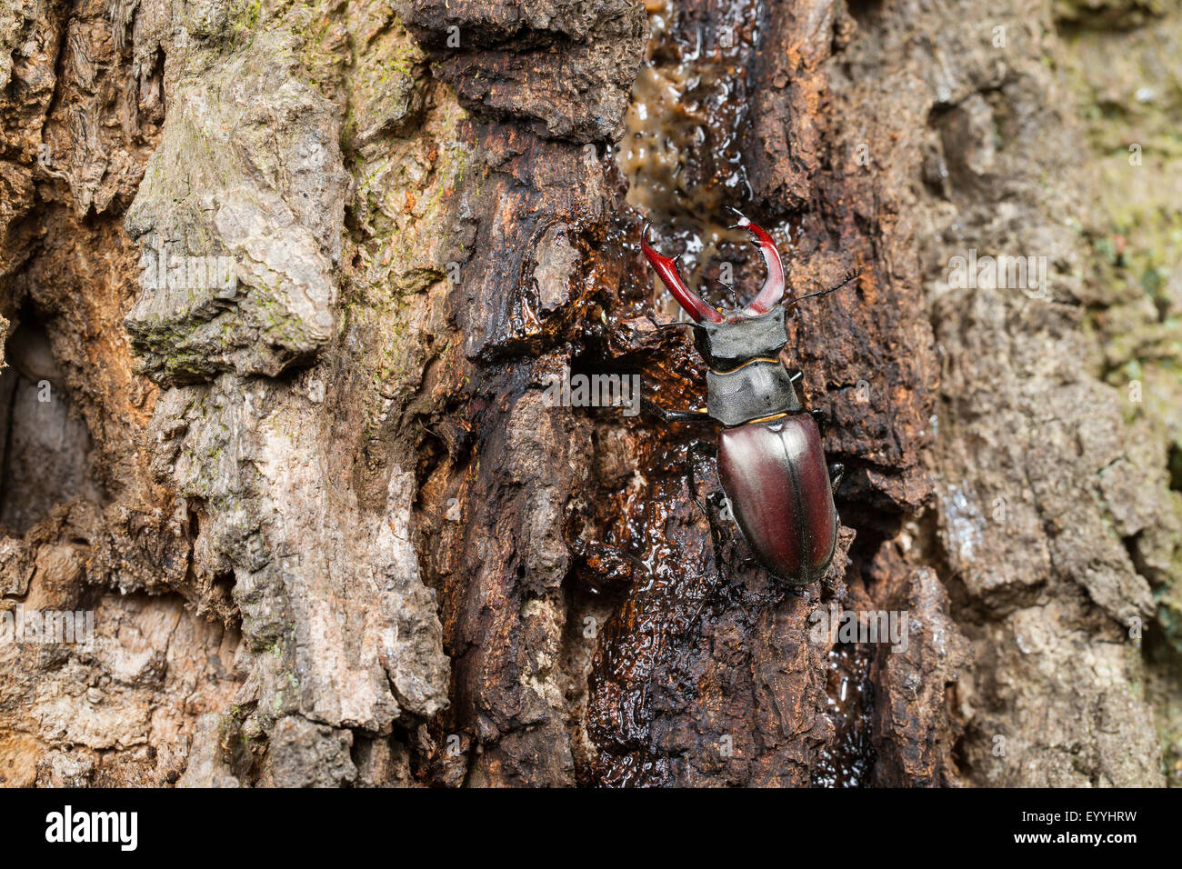 Saft aus protokollen -Fotos und -Bildmaterial in hoher Auflösung – Alamy