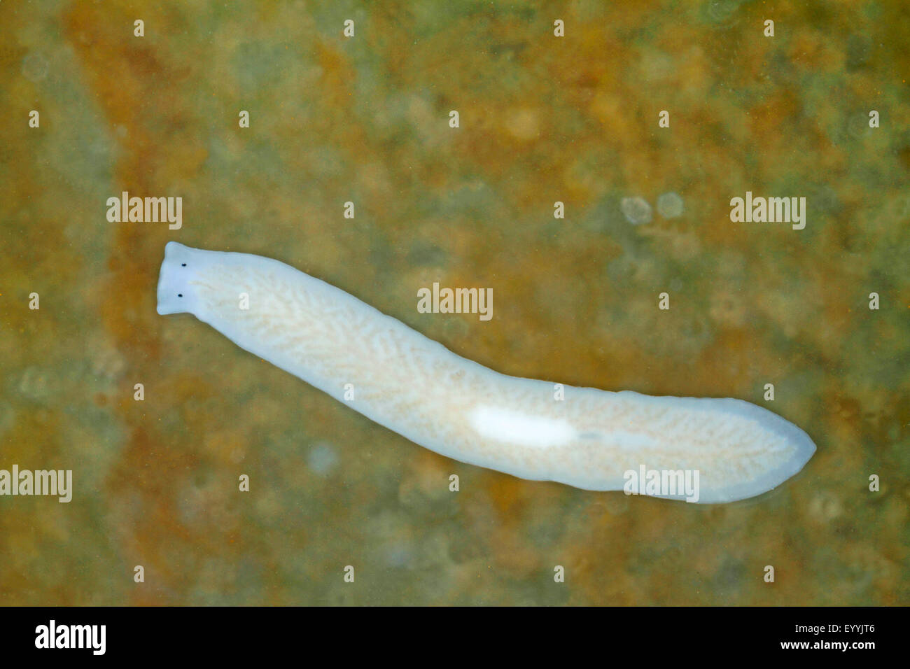 Dendrocoelum lacteum -Fotos und -Bildmaterial in hoher Auflösung – Alamy