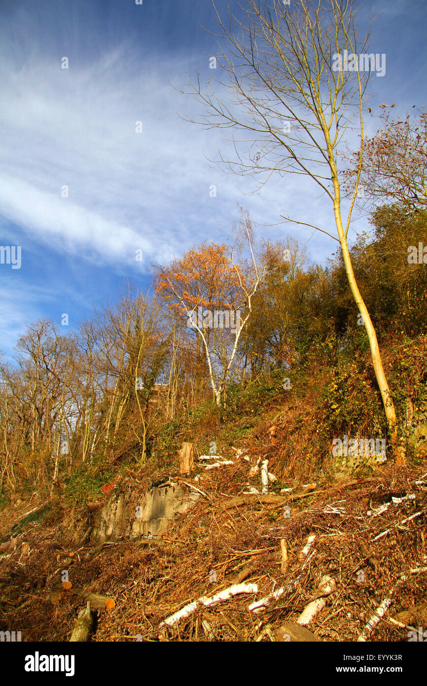 Gerodeter wald -Fotos und -Bildmaterial in hoher Auflösung – Alamy