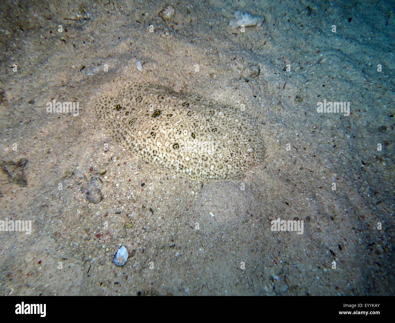 Red Sea Mose allein (Pardachirus Marmoratus), auf dem Boden, Ägypten ...