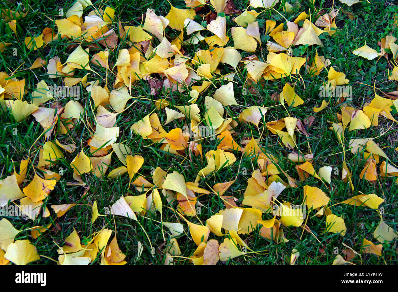 tausend-Baum, Ginkgo-Baum, Ginkgo Baum, Ginko-Baum (Ginkgo Biloba ...