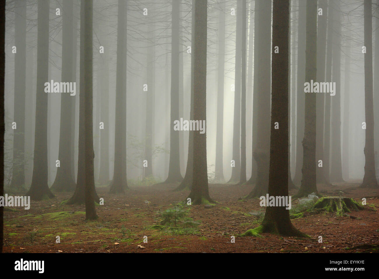 Spruce Picea Abies Forest Habitat Stockfotos und -bilder Kaufen - Alamy