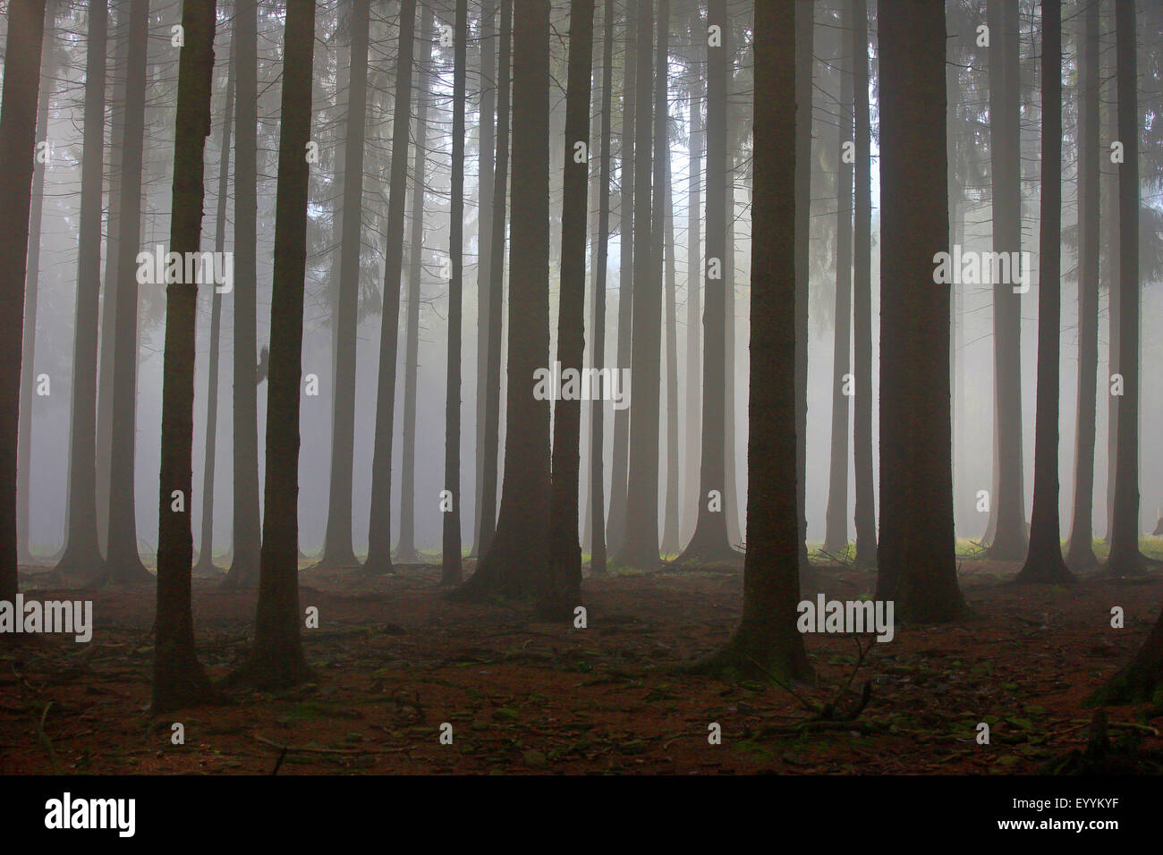 Gemeine Fichte (Picea Abies), Fichten-Wald im Nebel, Deutschland ...