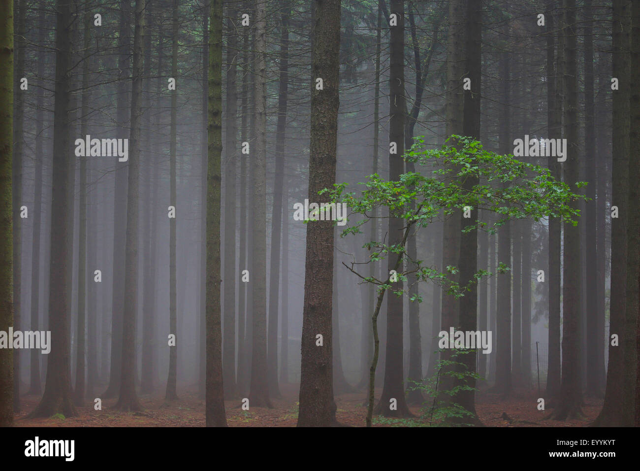 Picea abies in sachsen -Fotos und -Bildmaterial in hoher Auflösung – Alamy