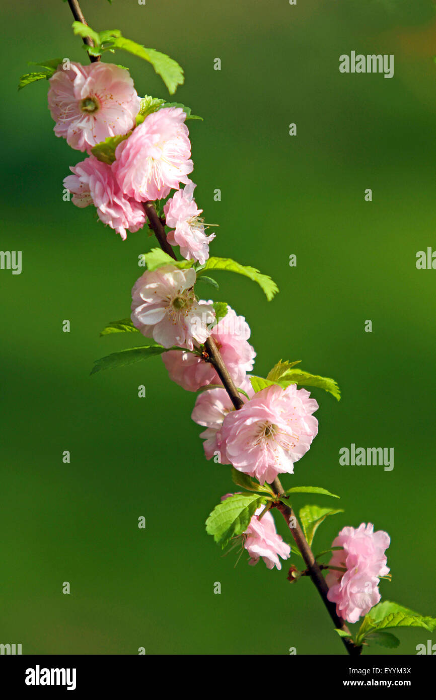 Almond tree prunus triloba mandelbaum -Fotos und -Bildmaterial in hoher ...