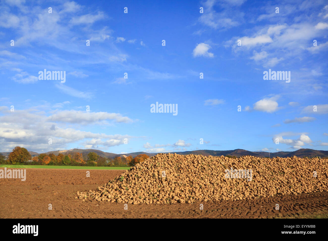Zuckerrüben, Zuckerrüben, Rübe Wurzel, Stamm der Zuckerrübe (Beta ...