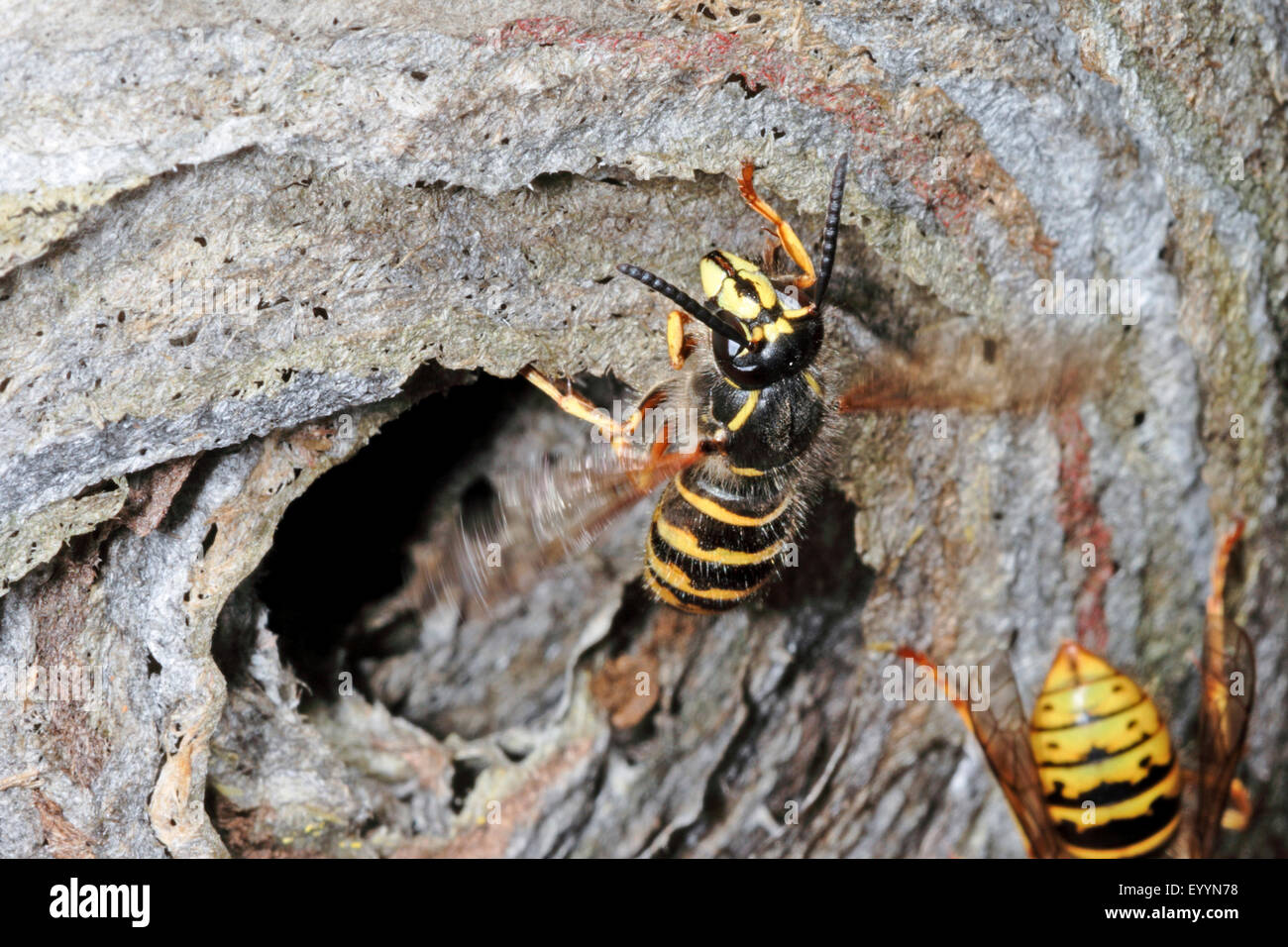 Sächsische Wespe (Dolichovespula Saxonica, Vespula Saxonica), Eingang ...