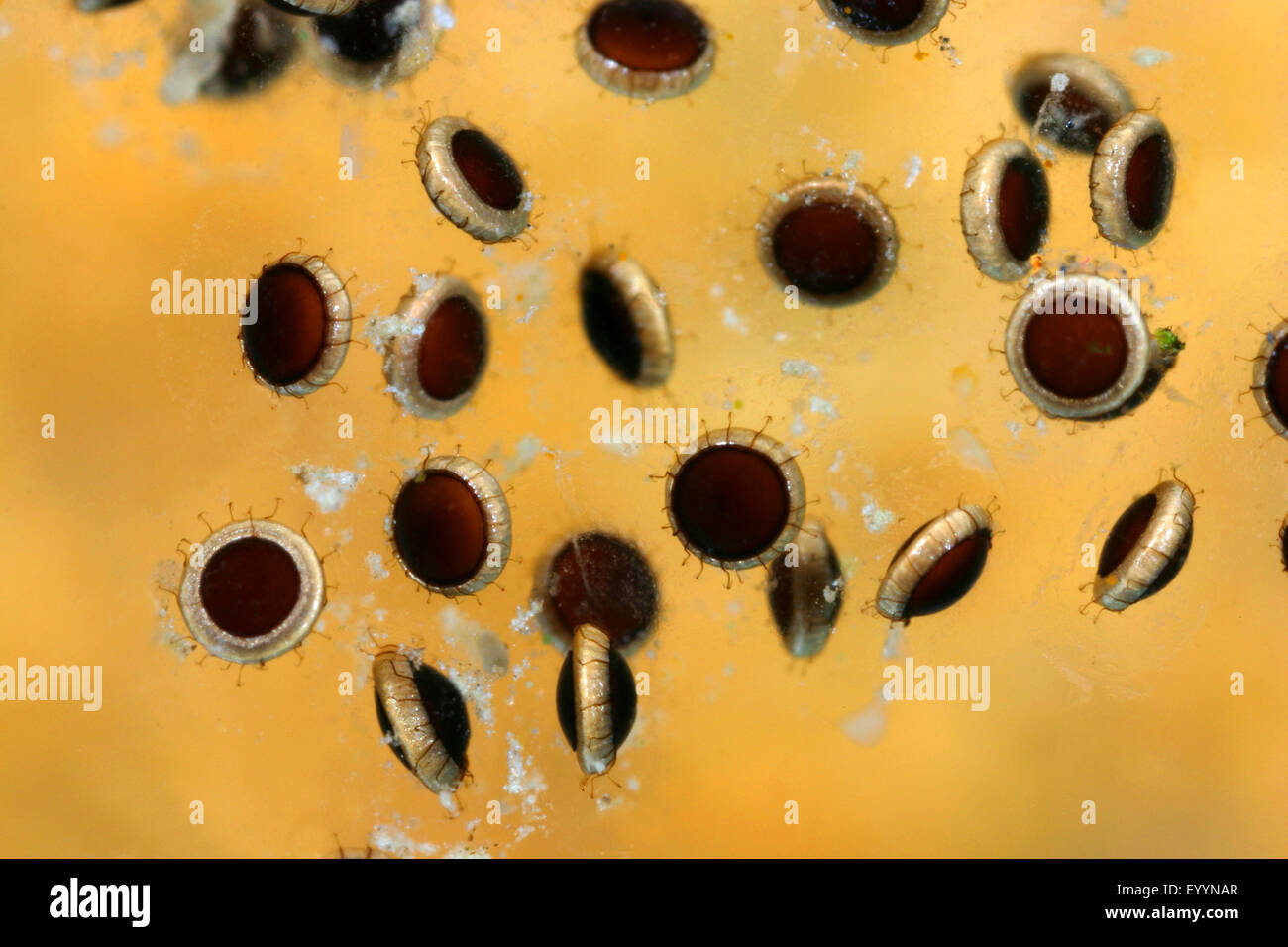 Süßwasser Bryozoan, Süßwasser-Bryozoan (Cristatella Mucedo ...