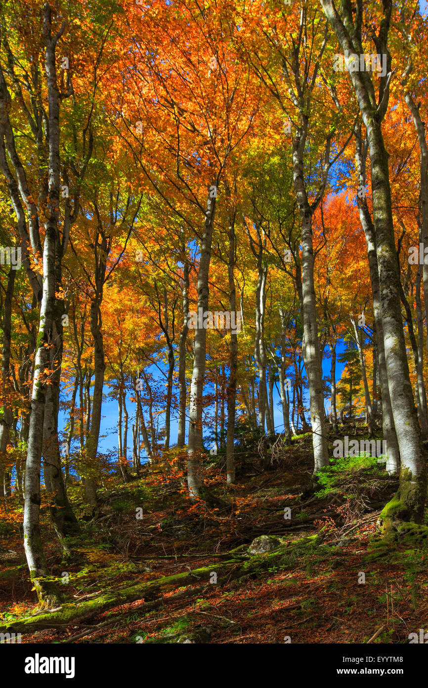 Rotbuche (Fagus Sylvatica), Buchenwald im Herbst, Schweiz ...