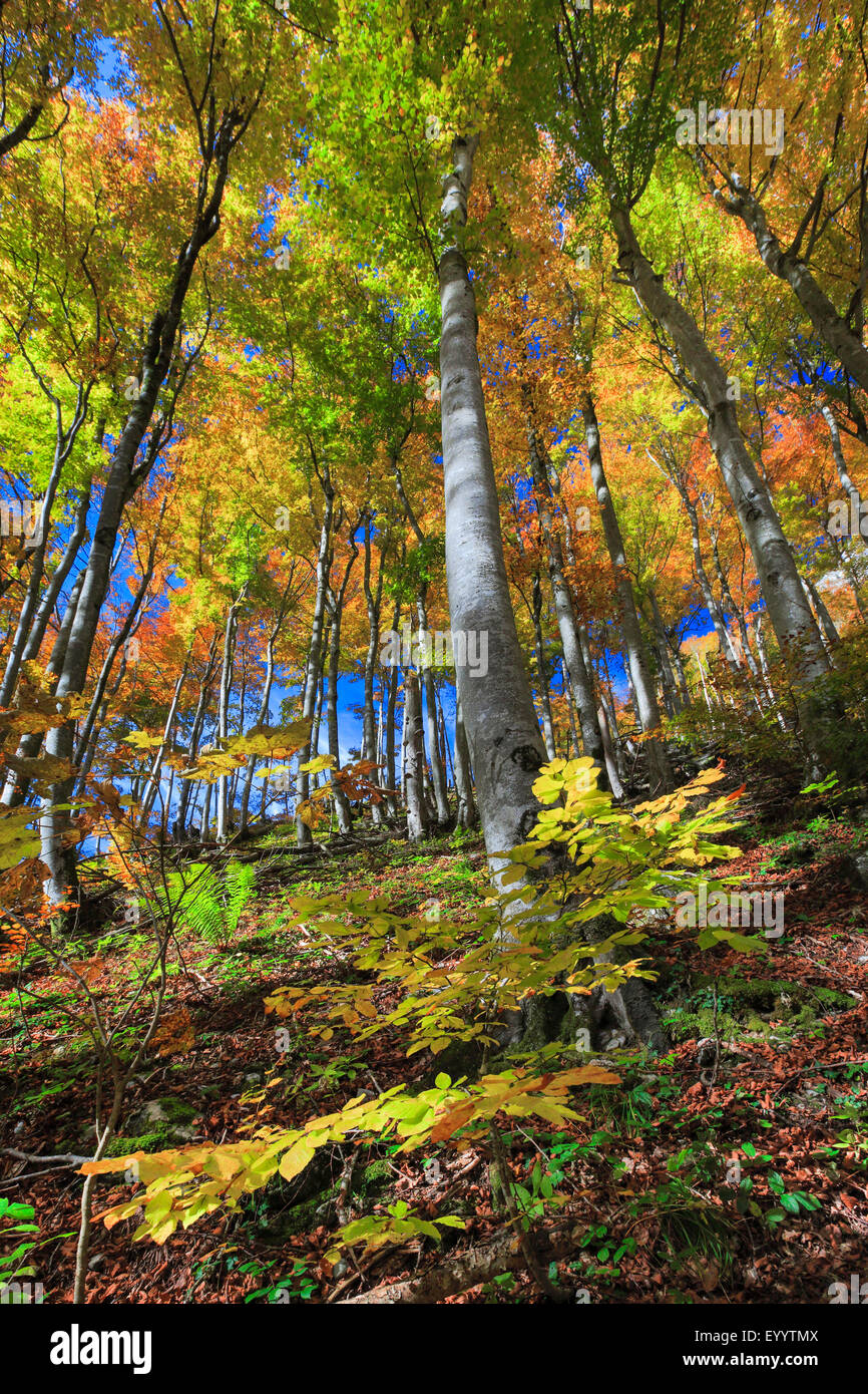 Rotbuche (Fagus Sylvatica), Buchenwald im Herbst, Schweiz ...