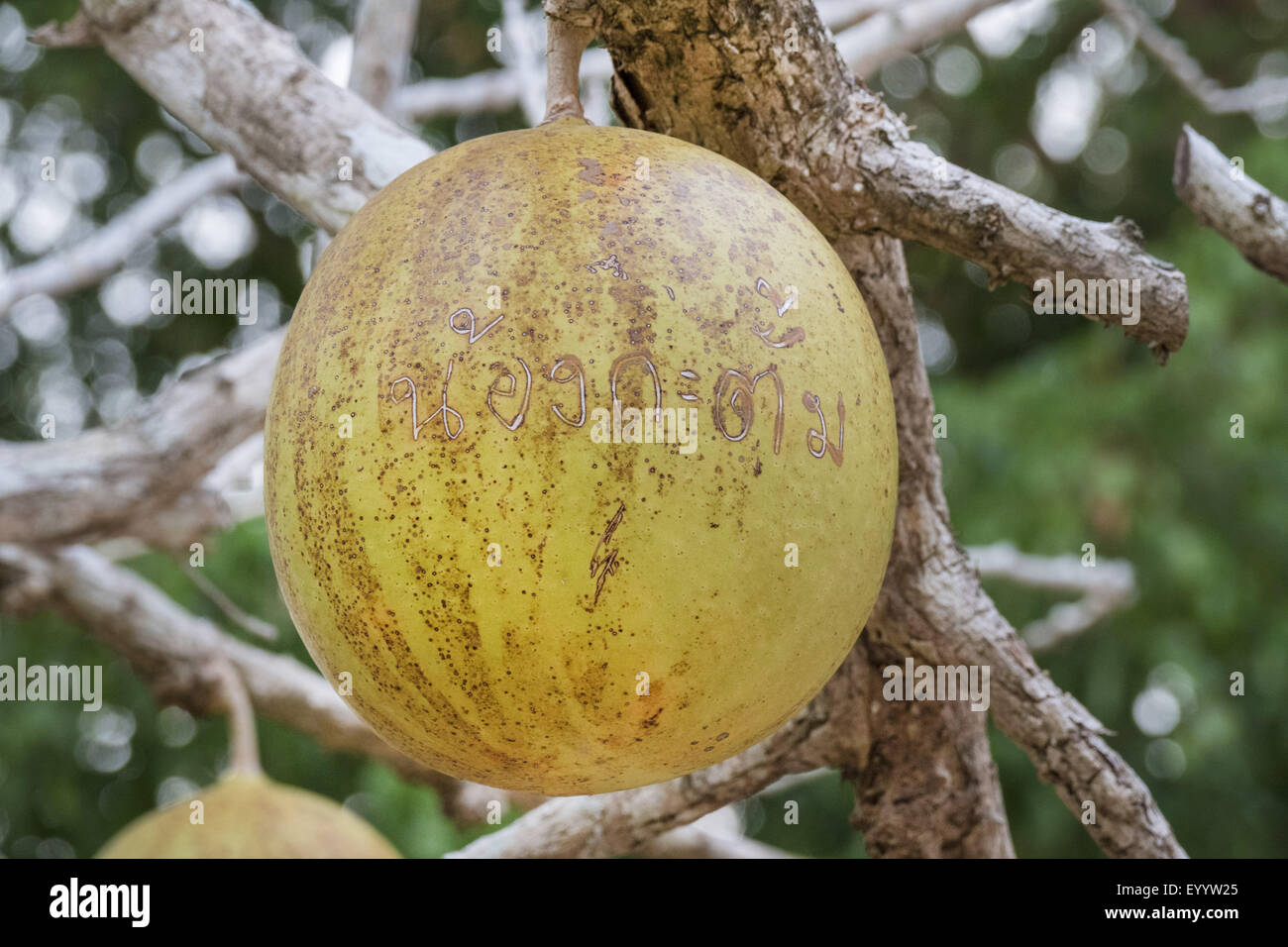 Wilde kalebasse -Fotos und -Bildmaterial in hoher Auflösung – Alamy