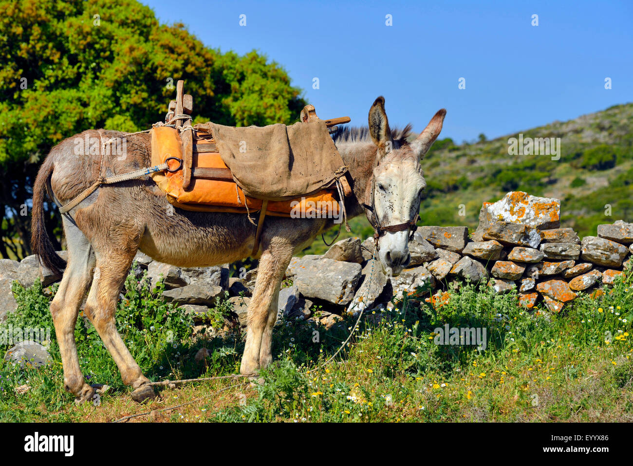 Esel last -Fotos und -Bildmaterial in hoher Auflösung – Alamy