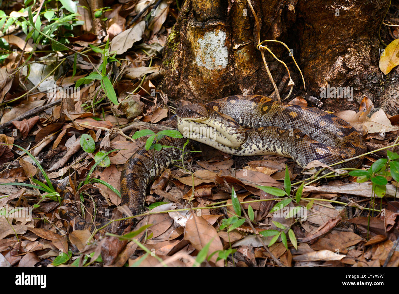 Madagaskar-Baum-Boa (Sanzinia Madagascariensis), windet sich auf ...