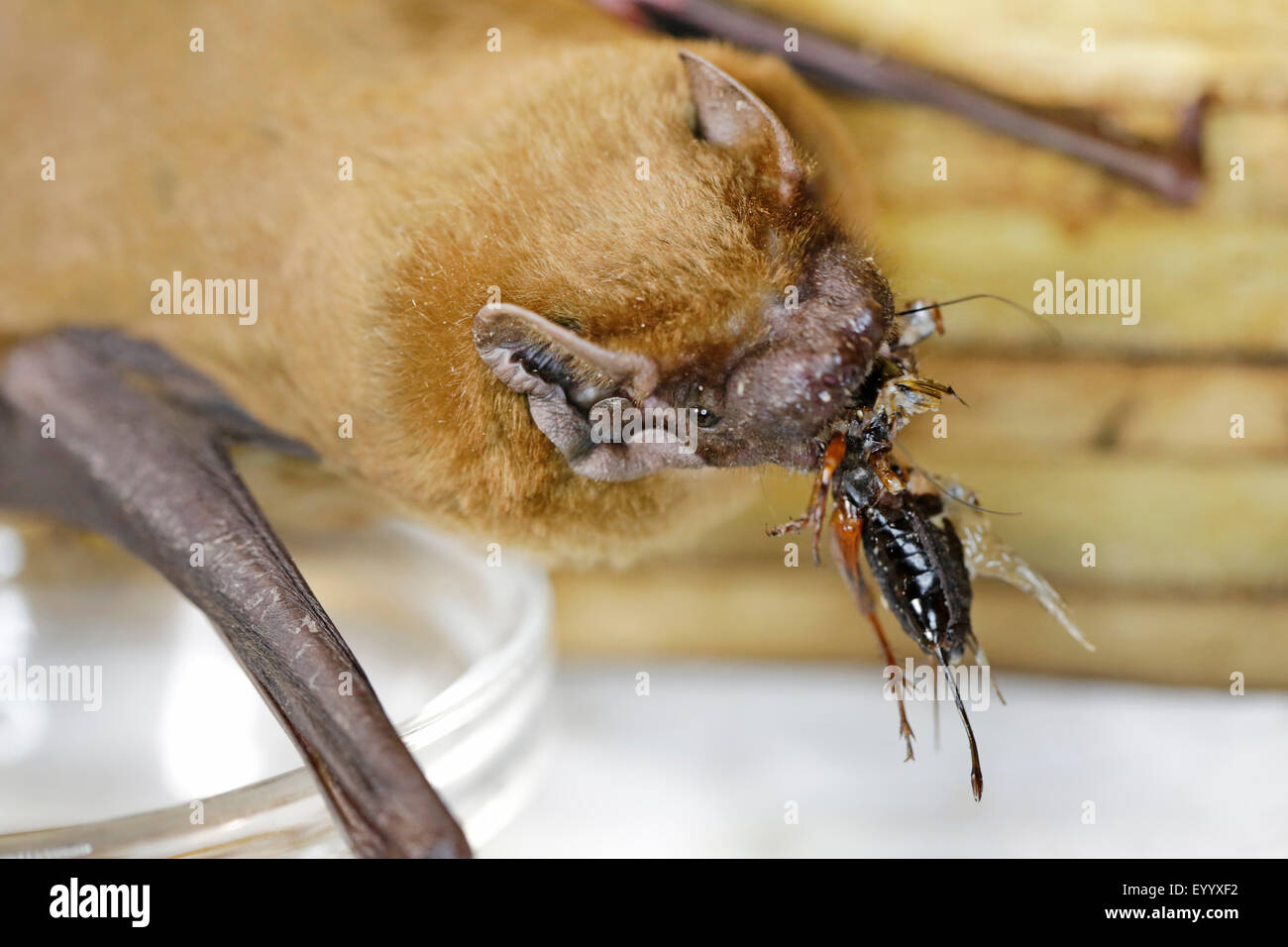 Fledermaus beim fressen -Fotos und -Bildmaterial in hoher Auflösung – Alamy