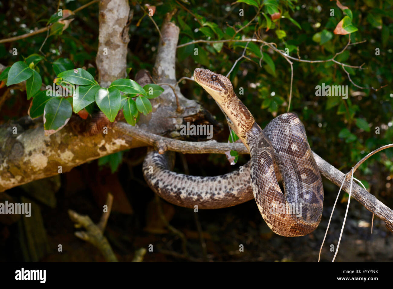 Madagaskar-Baum-Boa (Sanzinia Madagascariensis), klettert auf einen ...