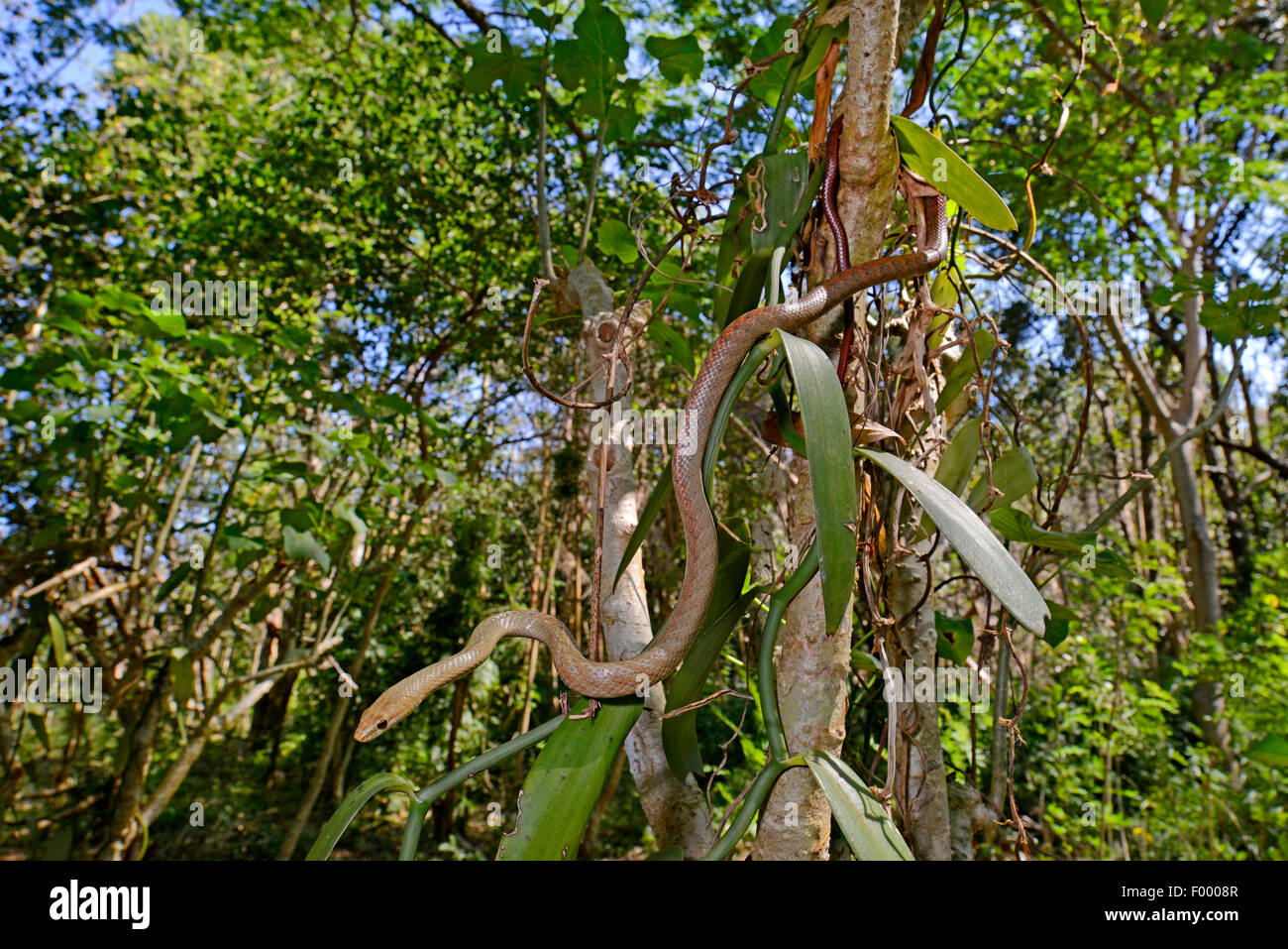 Kleine Nacht-Schlange (Ithycyphus Miniatus, Coluber Miniatus), seltene ...