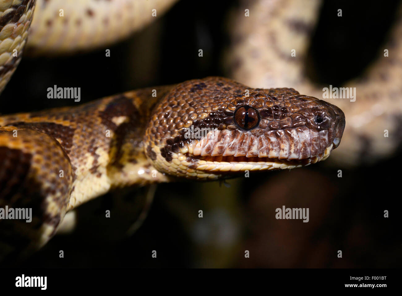 Madagaskar baum boas -Fotos und -Bildmaterial in hoher Auflösung – Alamy