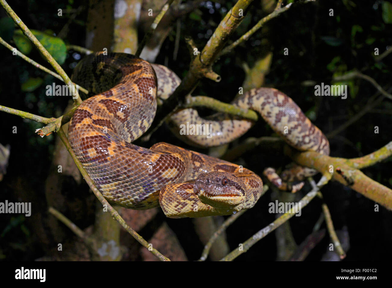 Madagaskar-Baum-Boa (Sanzinia Madagascariensis), steigt in einem Baum ...