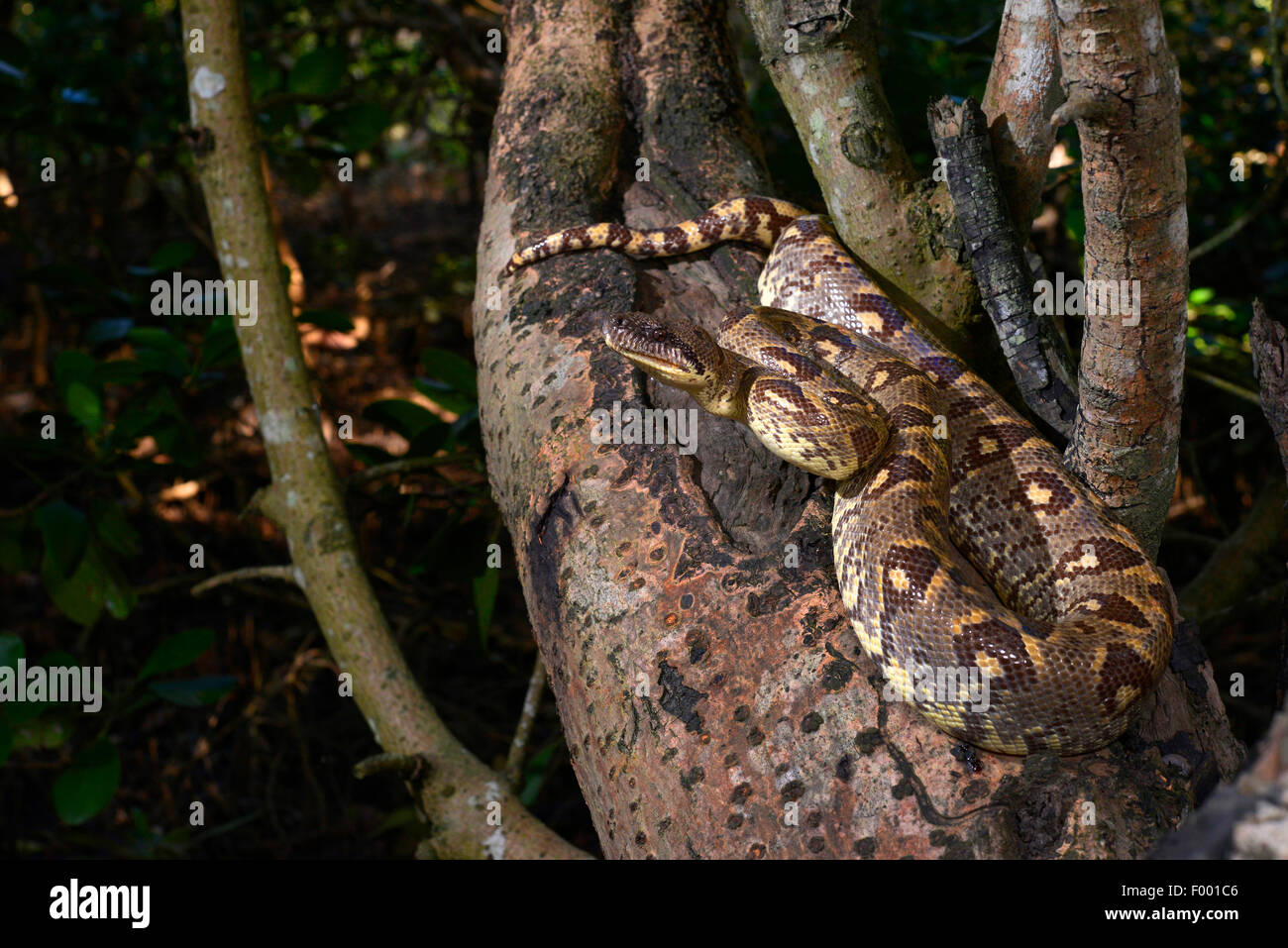 Madagaskar-Baum-Boa (Sanzinia Madagascariensis), steigt in einem Baum ...