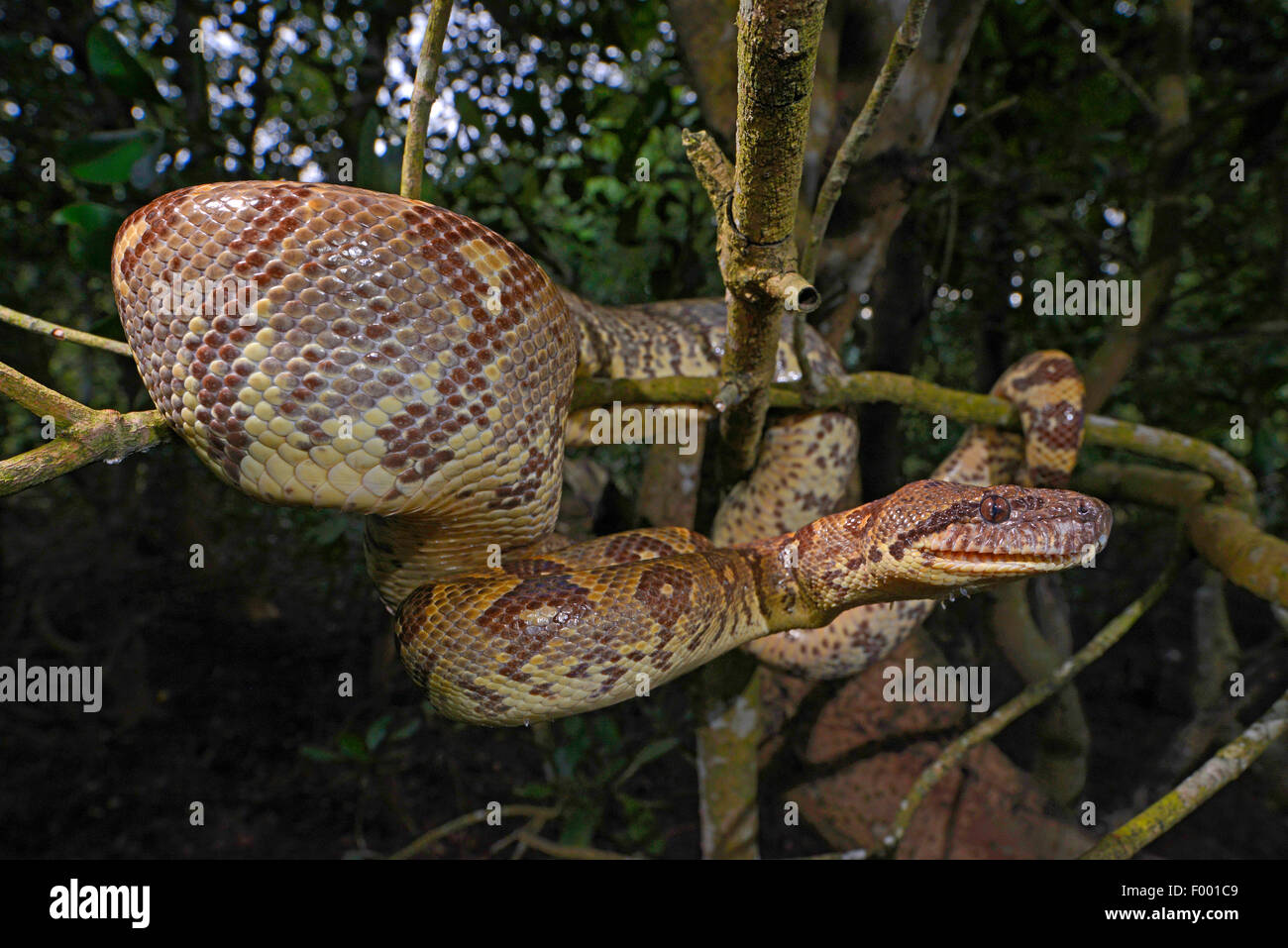 Madagaskar-Baum-Boa (Sanzinia Madagascariensis), steigt in einem Baum ...