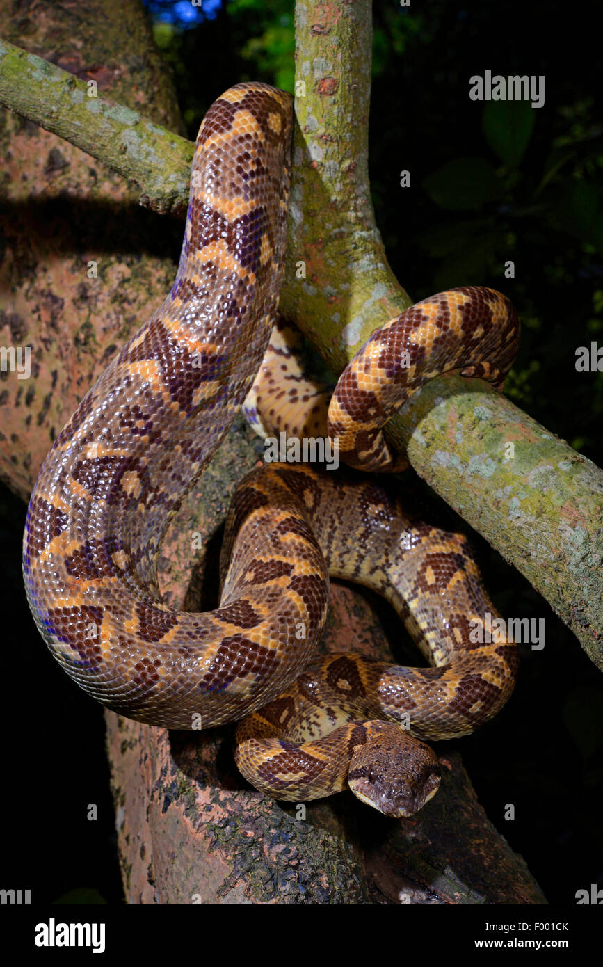Madagaskar-Baum-Boa (Sanzinia Madagascariensis), steigt in einem Baum ...
