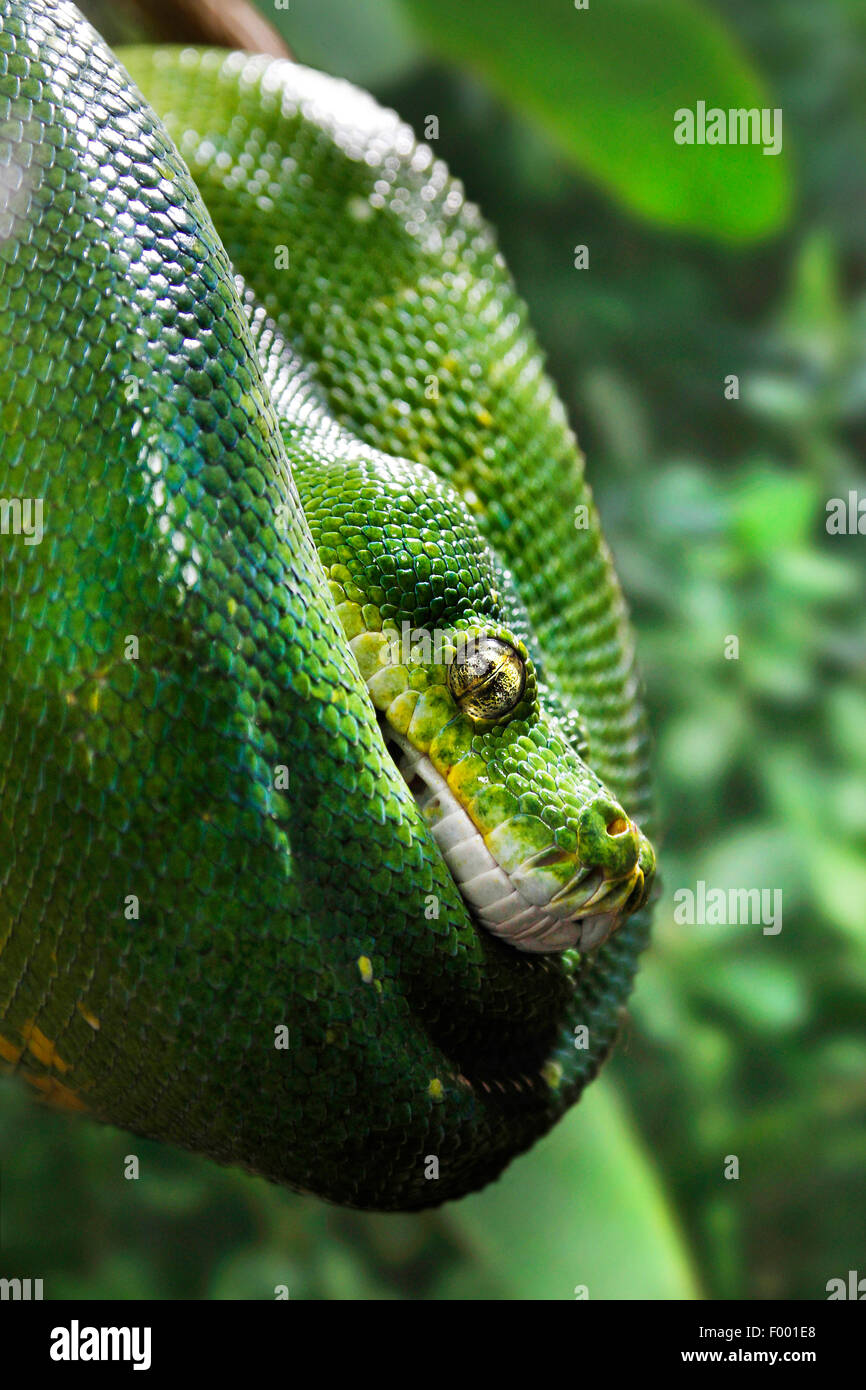 Amazonas baum boa corallus enydris -Fotos und -Bildmaterial in hoher ...