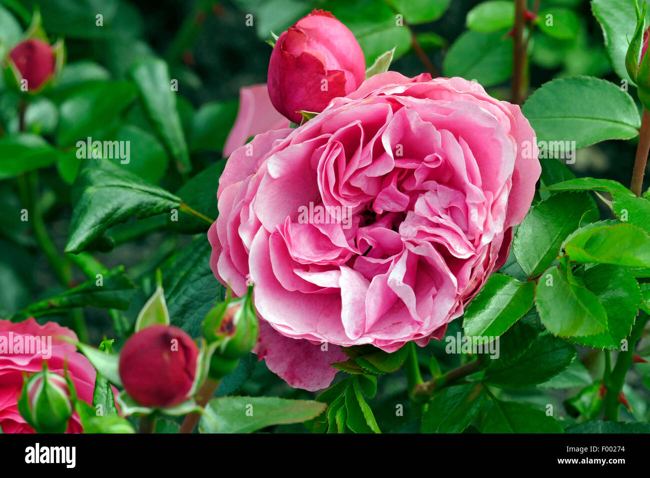 dekorative Rose (Rosa 'Leonardo da Vinci', Rosa Leonardo da Vinci ...