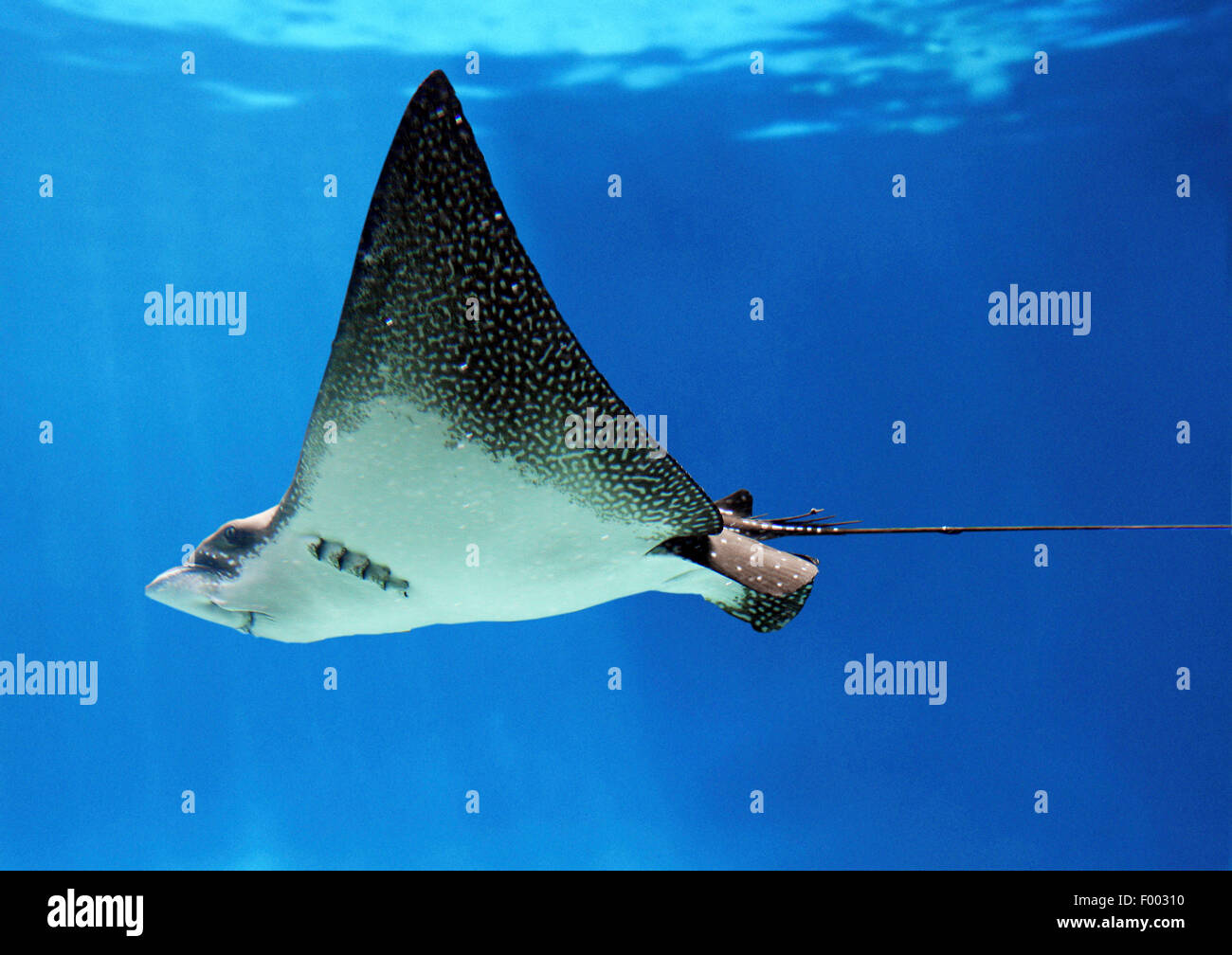 Gefleckter Adlerrochen (Aetobatus Narinari), Schwimmen, Ecuador ...