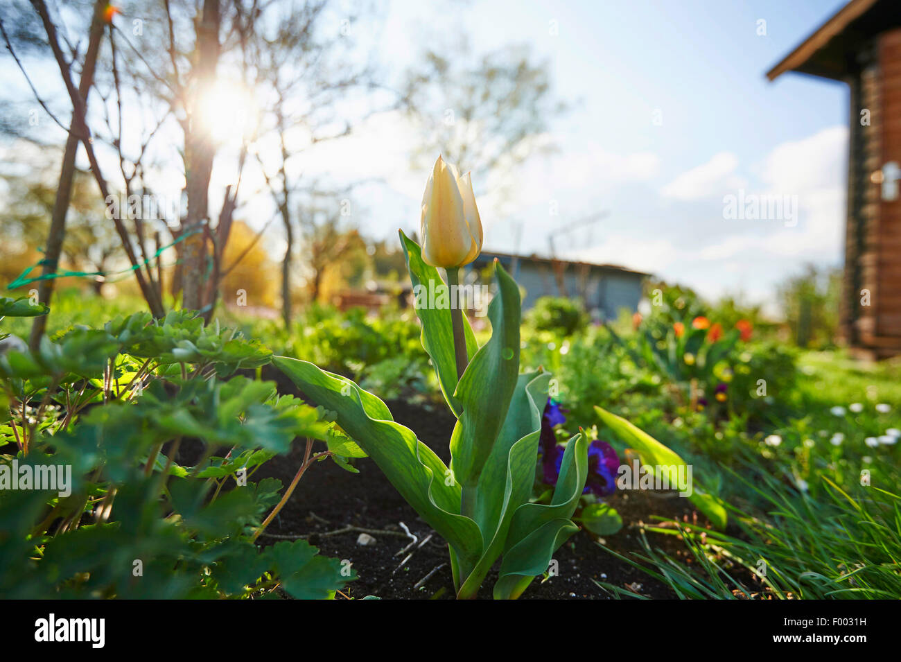 Tulpe im garten -Fotos und -Bildmaterial in hoher Auflösung – Alamy