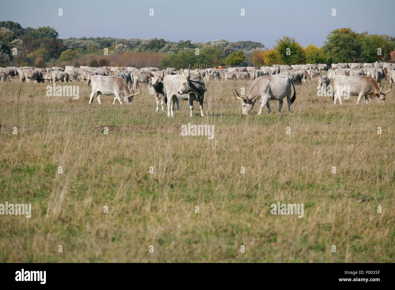 Hungarian Gray Cattle Stockfotos und -bilder Kaufen - Alamy