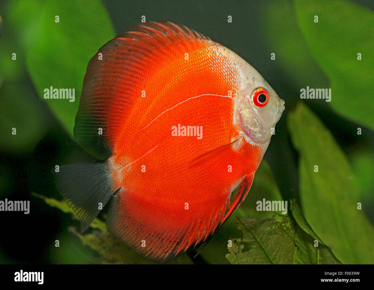 Blue Diskus, Diskus weißen Gesicht (Symphysodon Aequifasciatus), orange ...