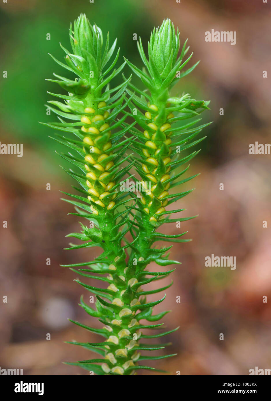 Tanne Bärlappen, Berg Bärlappen, Fir-Bärlappen (Huperzia Selago ...