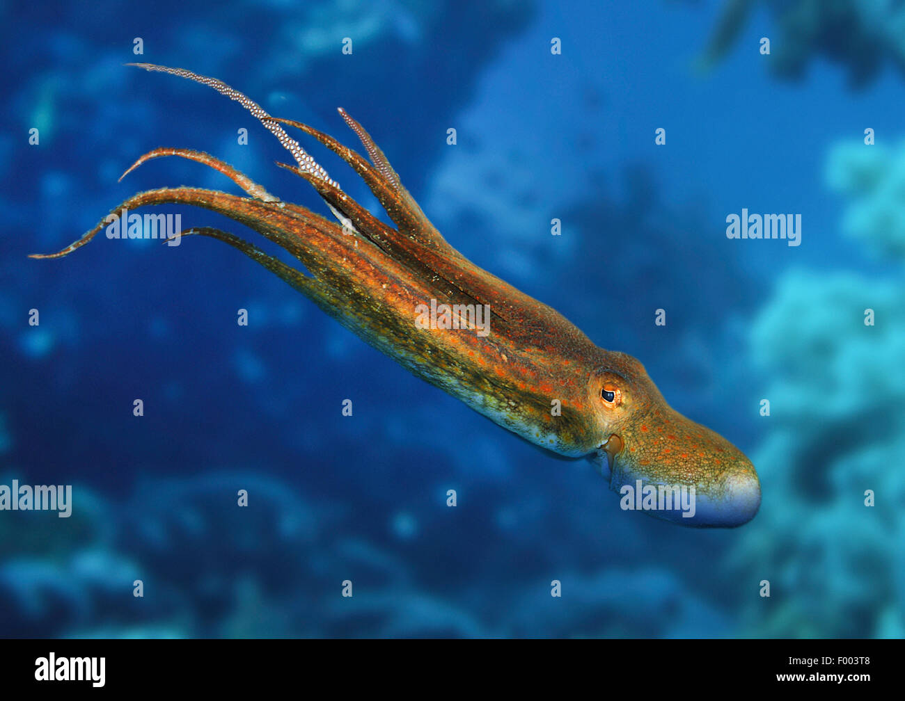 Gewöhnlicher krake -Fotos und -Bildmaterial in hoher Auflösung – Alamy